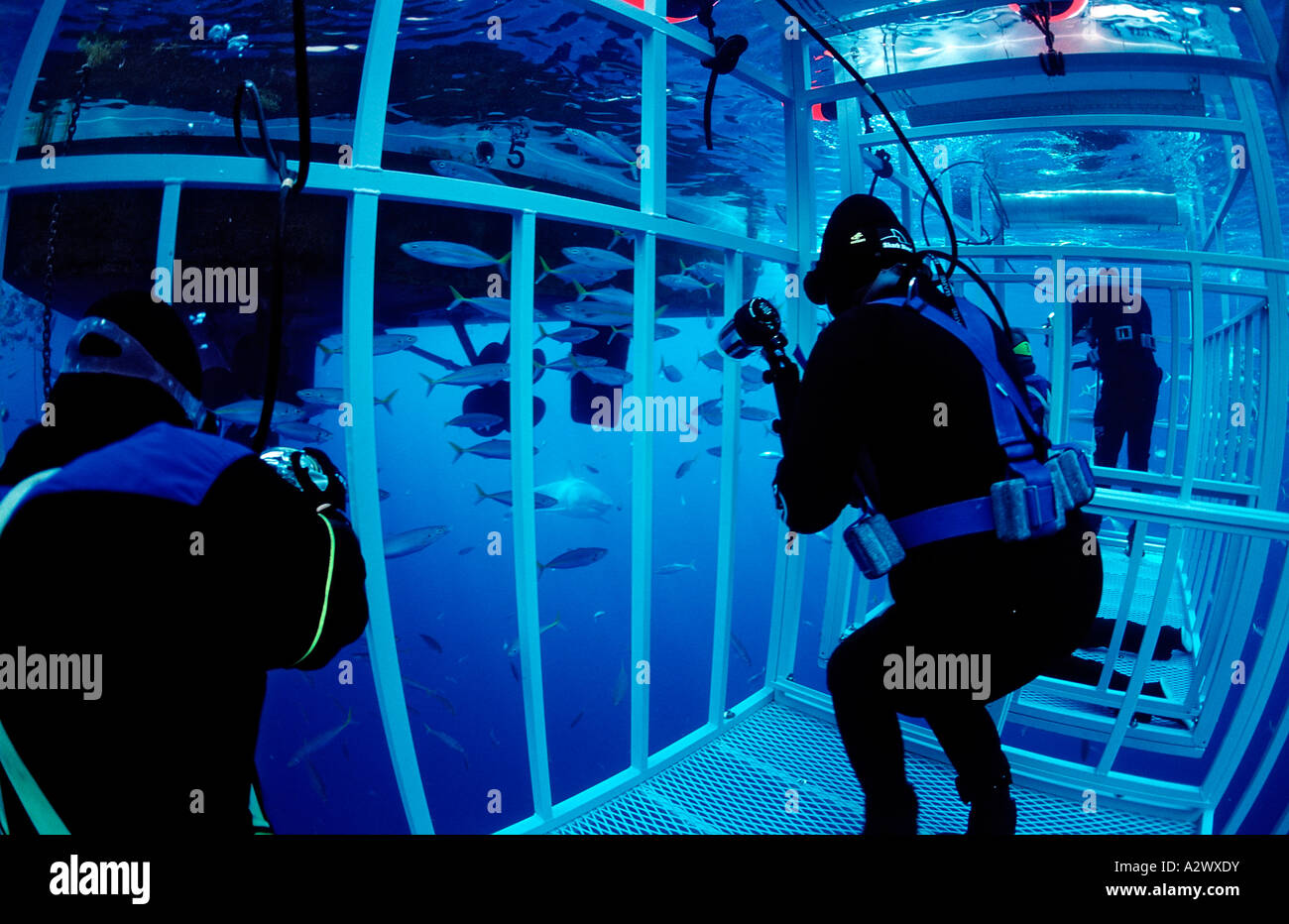 Sharks diving cages hi-res stock photography and images - Alamy