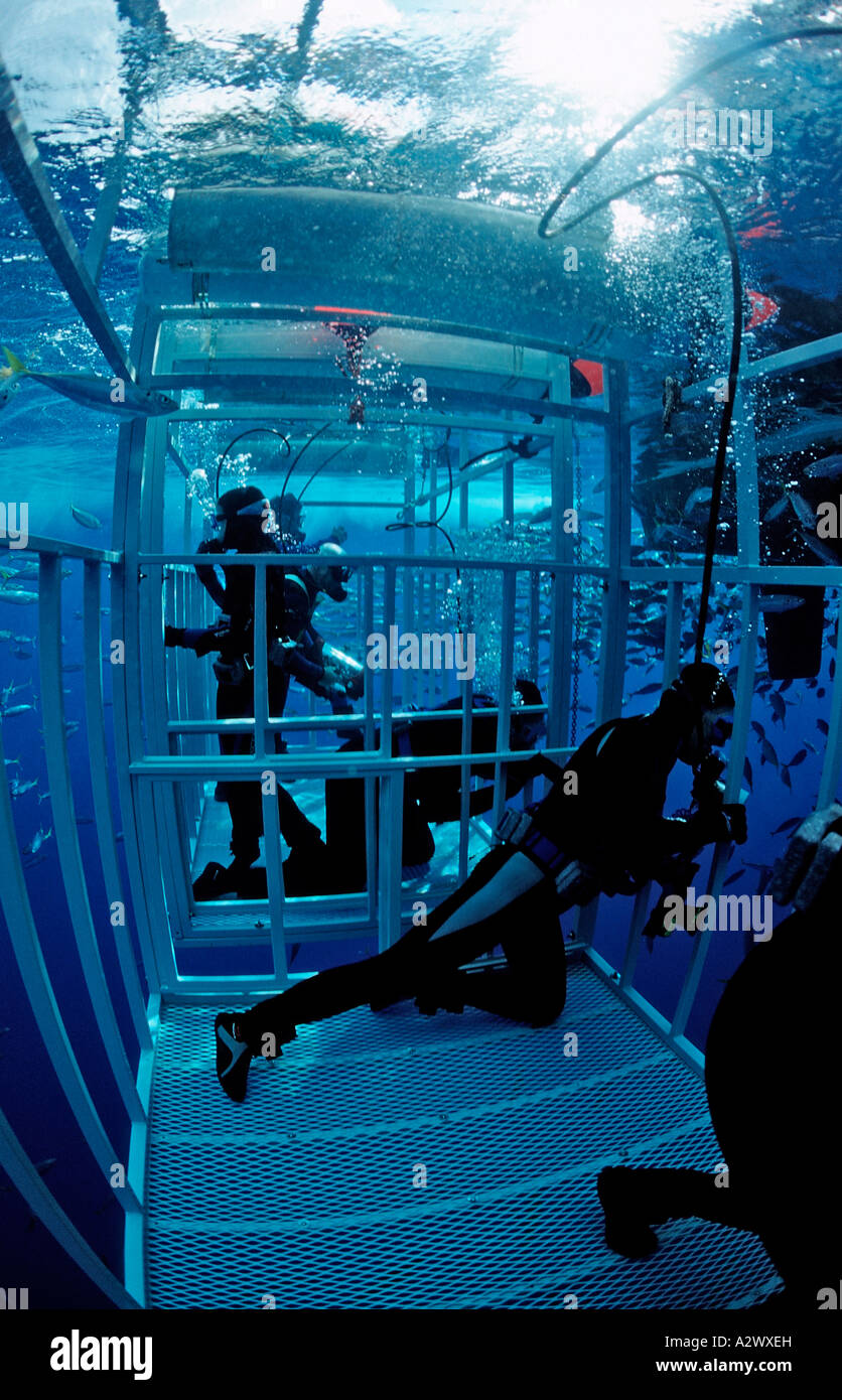 Diver in Shark cages Mexico Pacific ocean Guadalupe Stock Photo - Alamy
