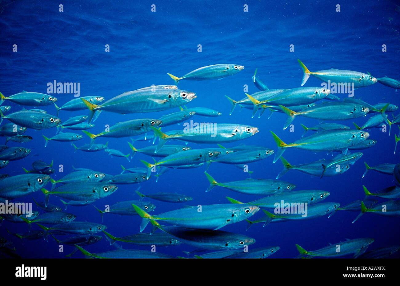 Decapterus High Resolution Stock Photography and Images - Alamy