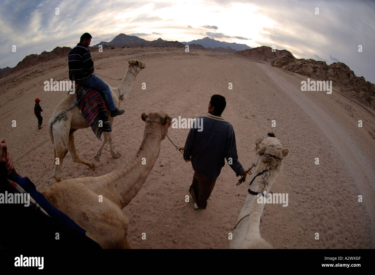 Tourists on a Bedouin camel ride near Sharm El Sheikh Egypt Stock Photo ...