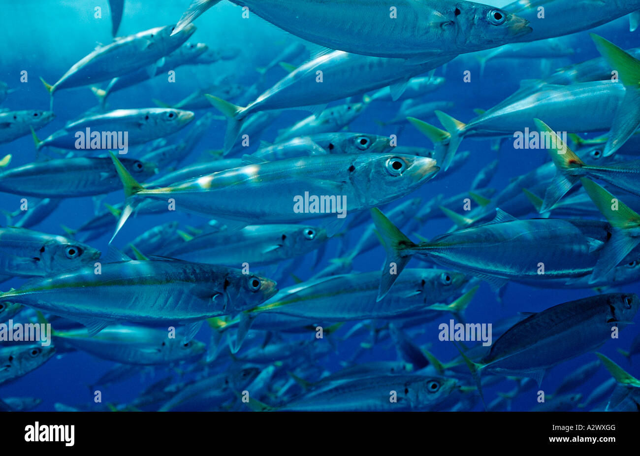 Scads Decapterus sp Mexico Pacific ocean Guadalupe Stock Photo - Alamy