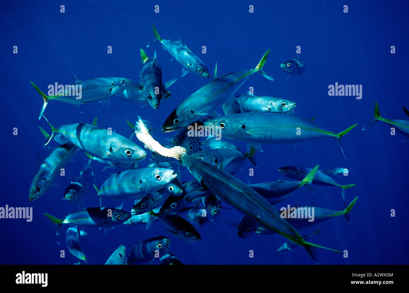 Eating Scads Decapterus sp Mexico Pacific ocean Guadalupe Stock Photo ...