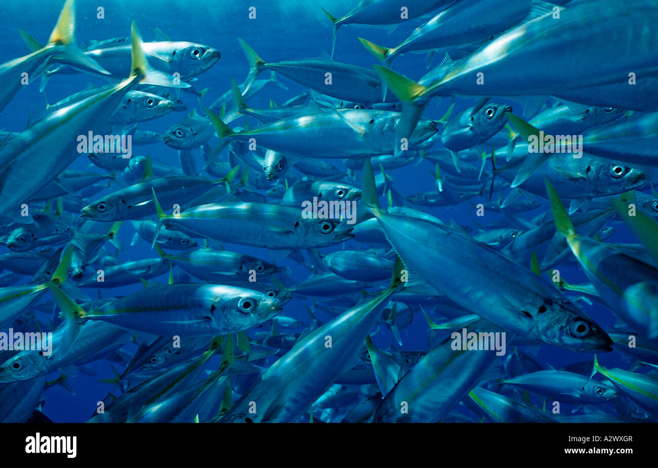 Pacific squad hi-res stock photography and images - Alamy