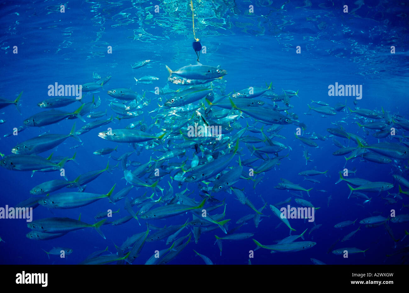 Scads of hi-res stock photography and images - Alamy