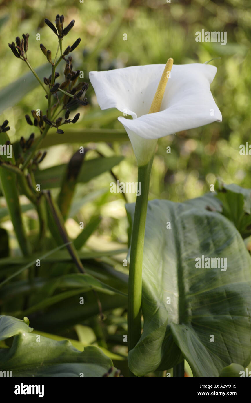 Arum lily south africa hi-res stock photography and images - Alamy
