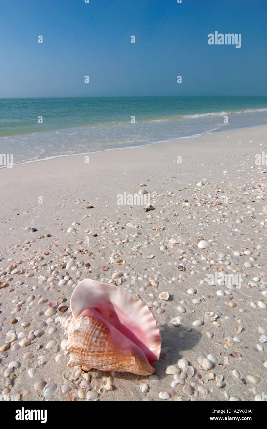 CONCH SHELL ON TURTLE BEACH ON SIESTA KEY IN SOUTHWEST FLORIDA Stock ...
