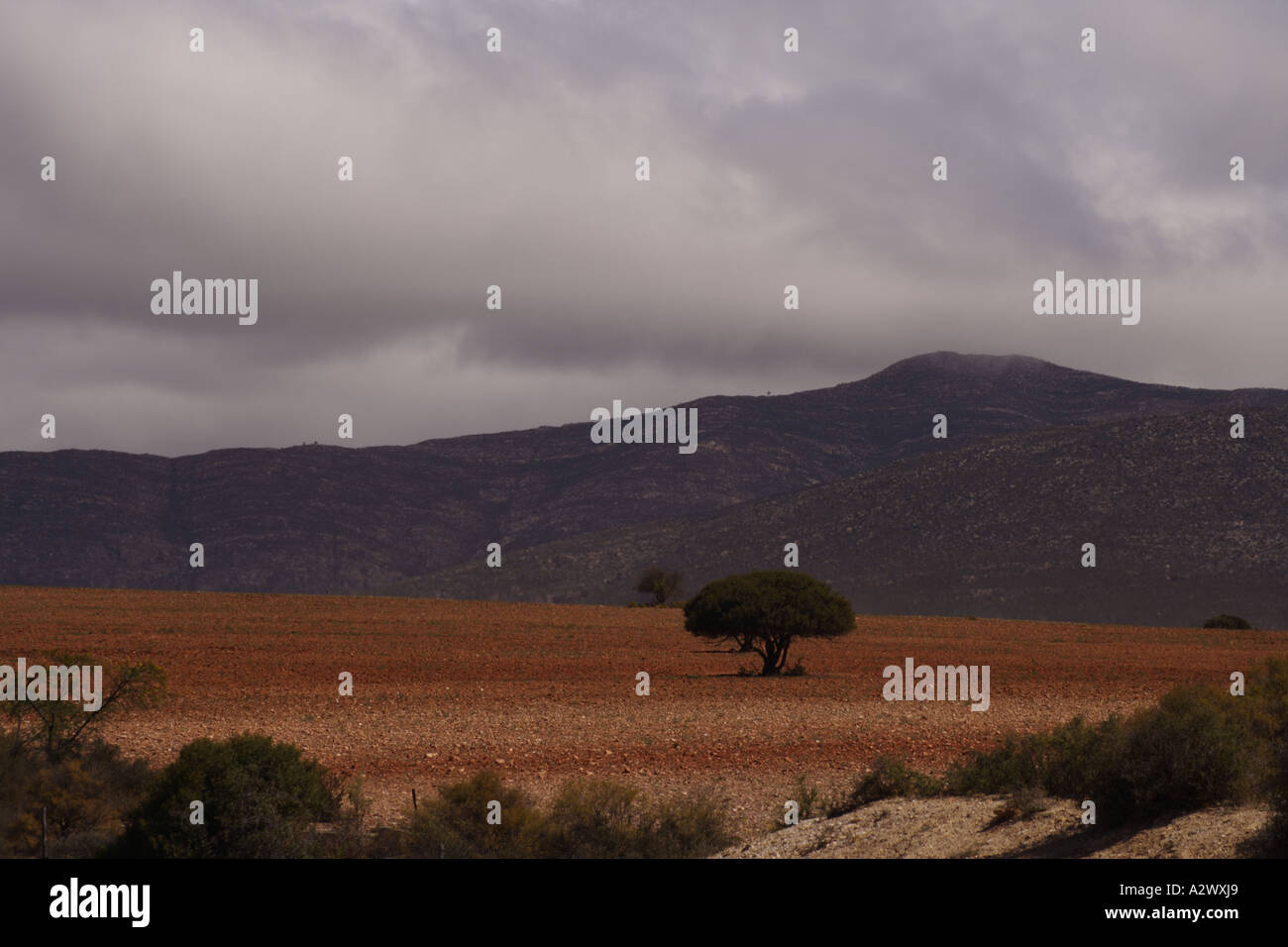 Cloudy view of hot and dry landscape. Lone Tree defiant in the distance ...