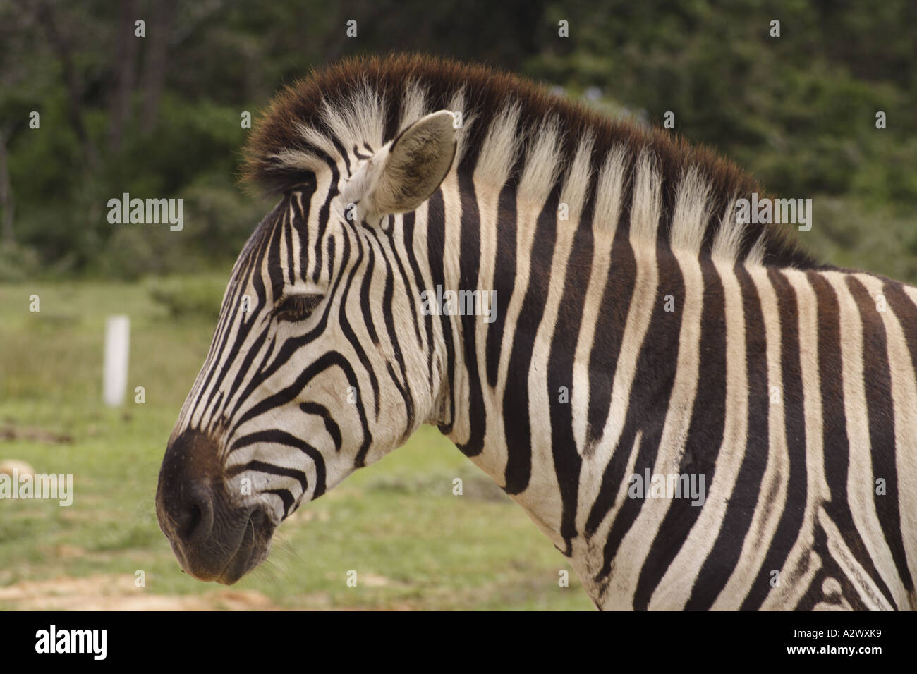 Zebra stripes unique to each animal Stock Photo - Alamy
