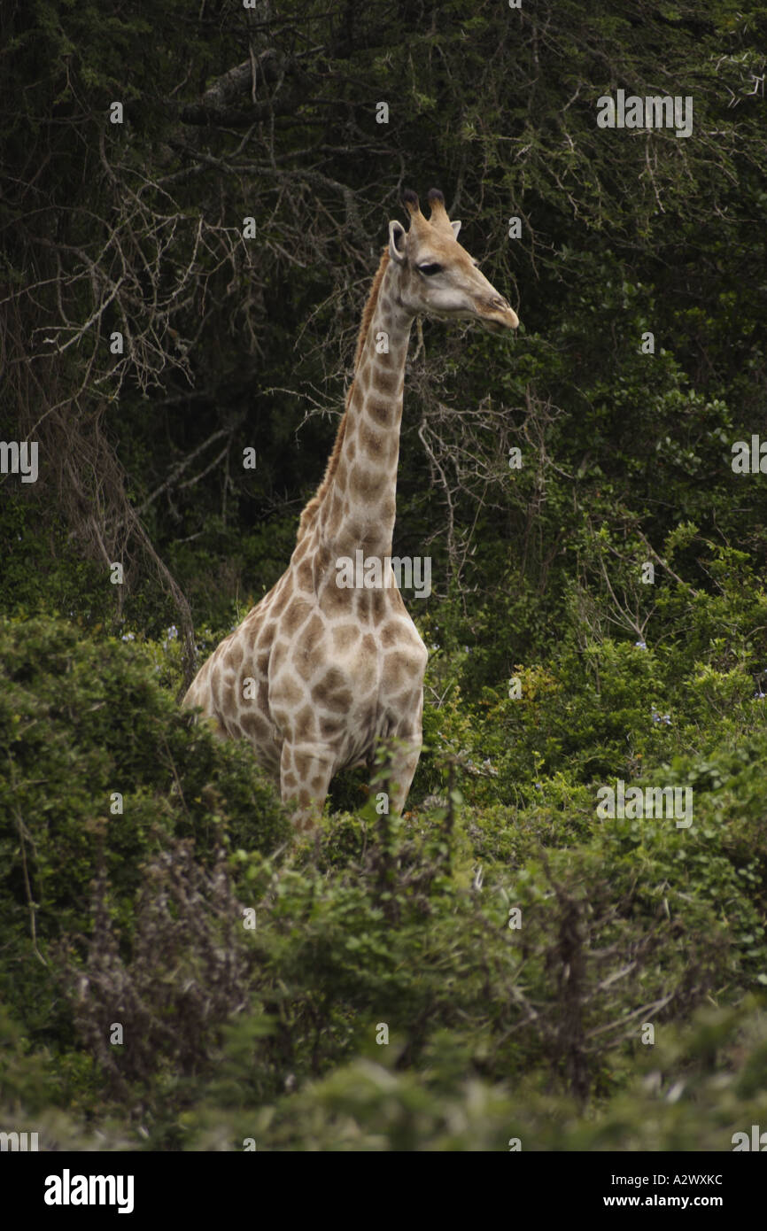 Giraffe taking a break from eating leaves from tall trees Stock Photo ...