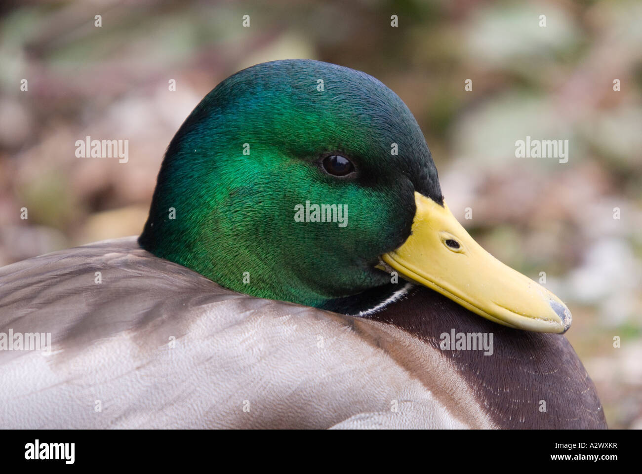 Closeup on a mallard's new fall plumage Stock Photo - Alamy