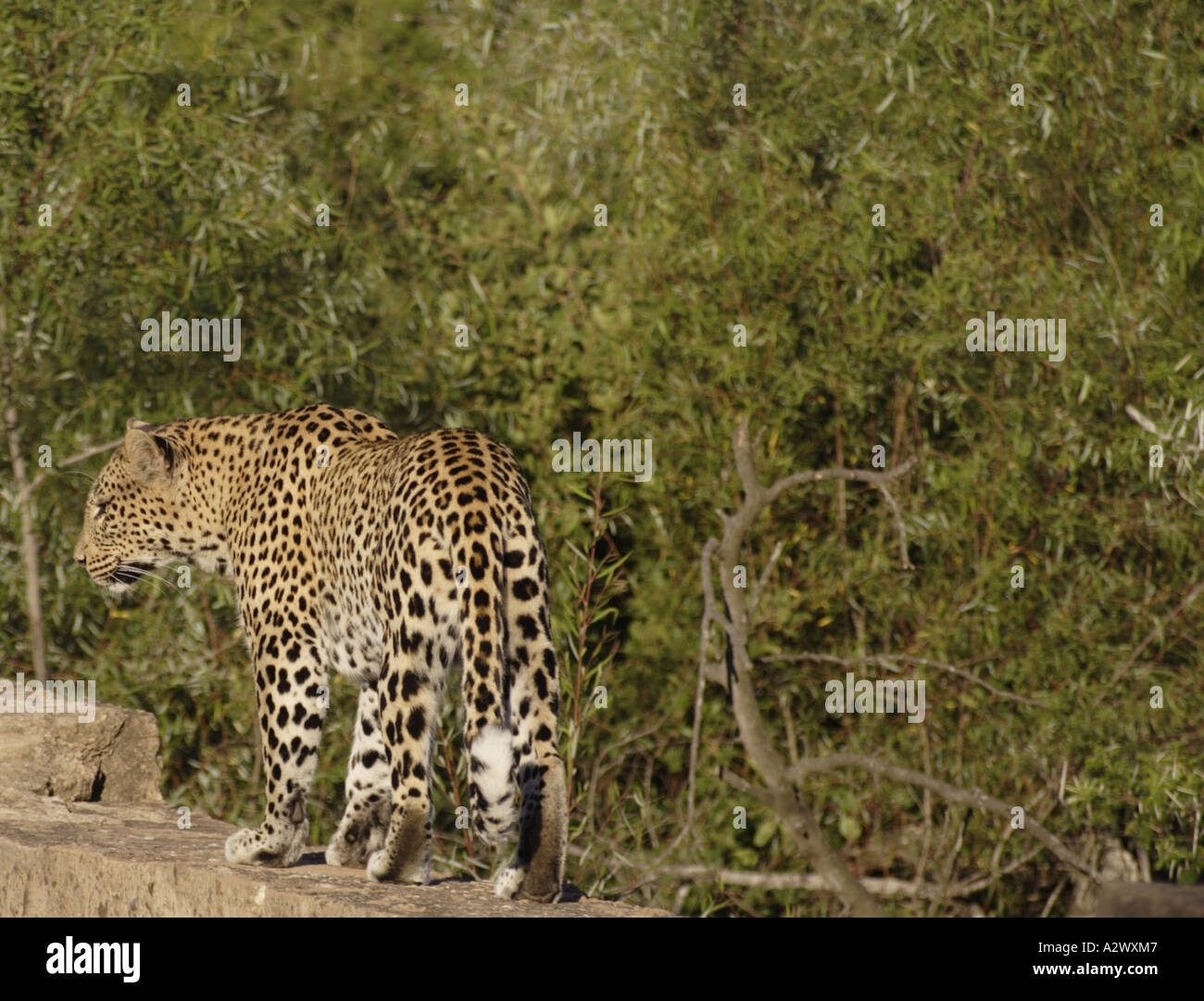 Shamwari game reserve leopard hi-res stock photography and images - Alamy