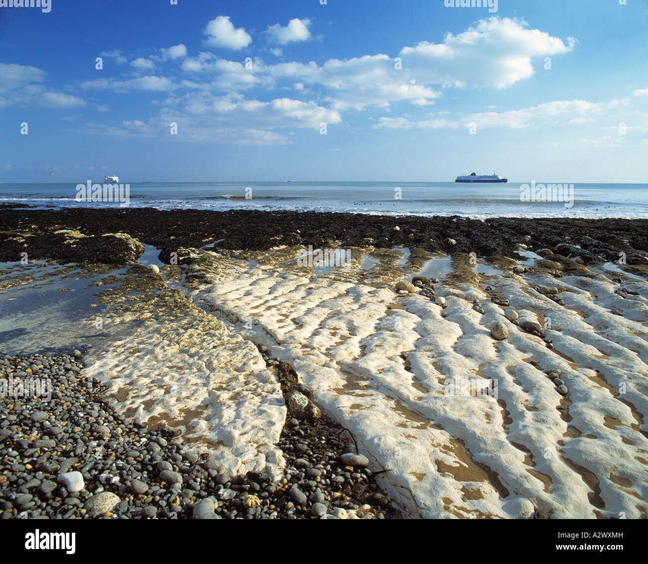English channel crab hi-res stock photography and images - Alamy