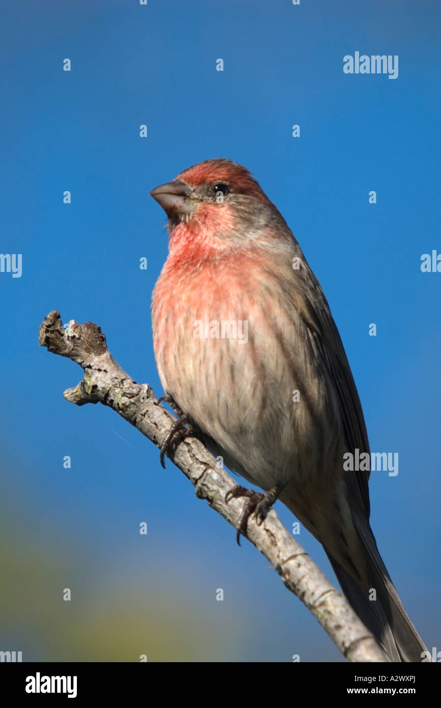 A male house finch looks proud Stock Photo - Alamy
