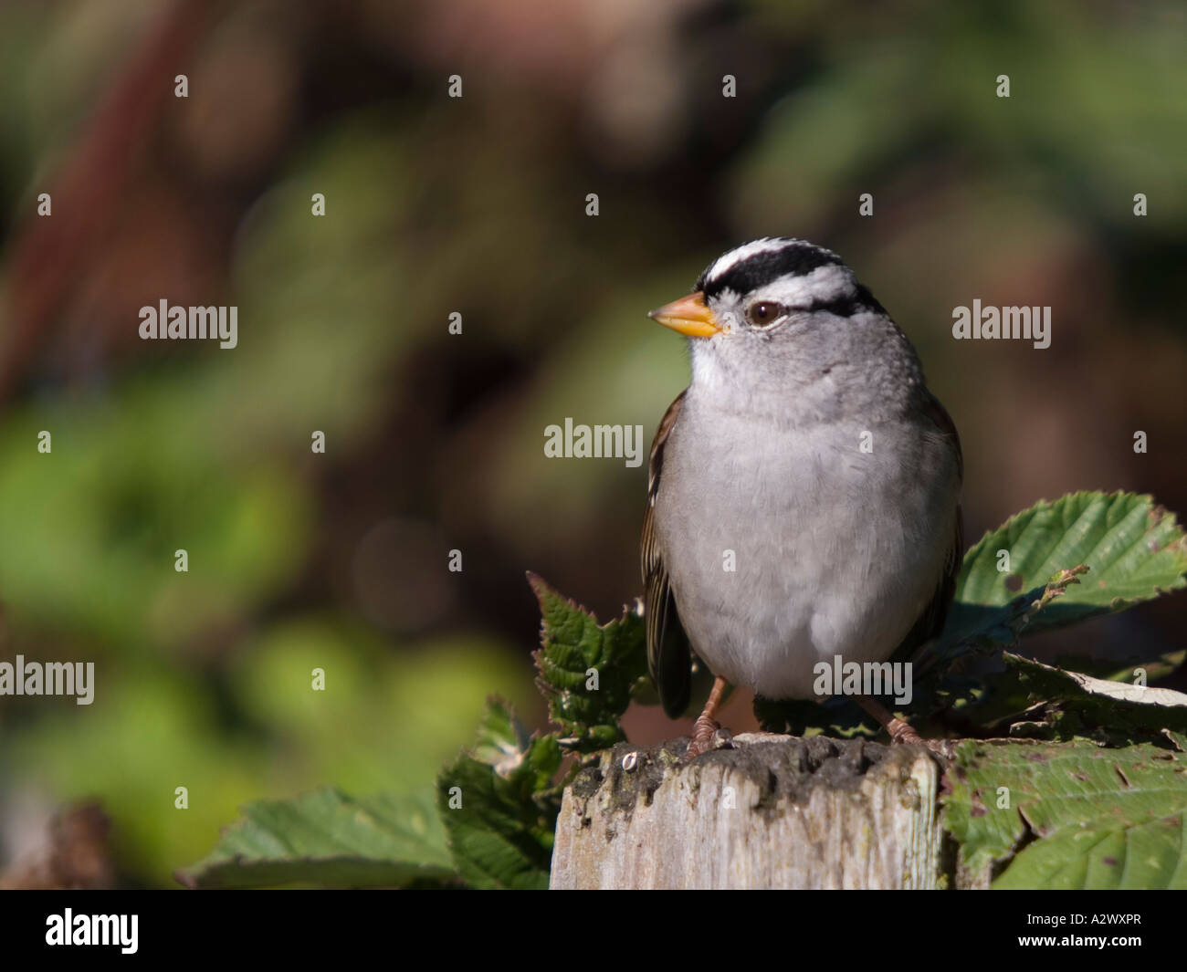 Ladner, British Columbia Stock Photo - Alamy