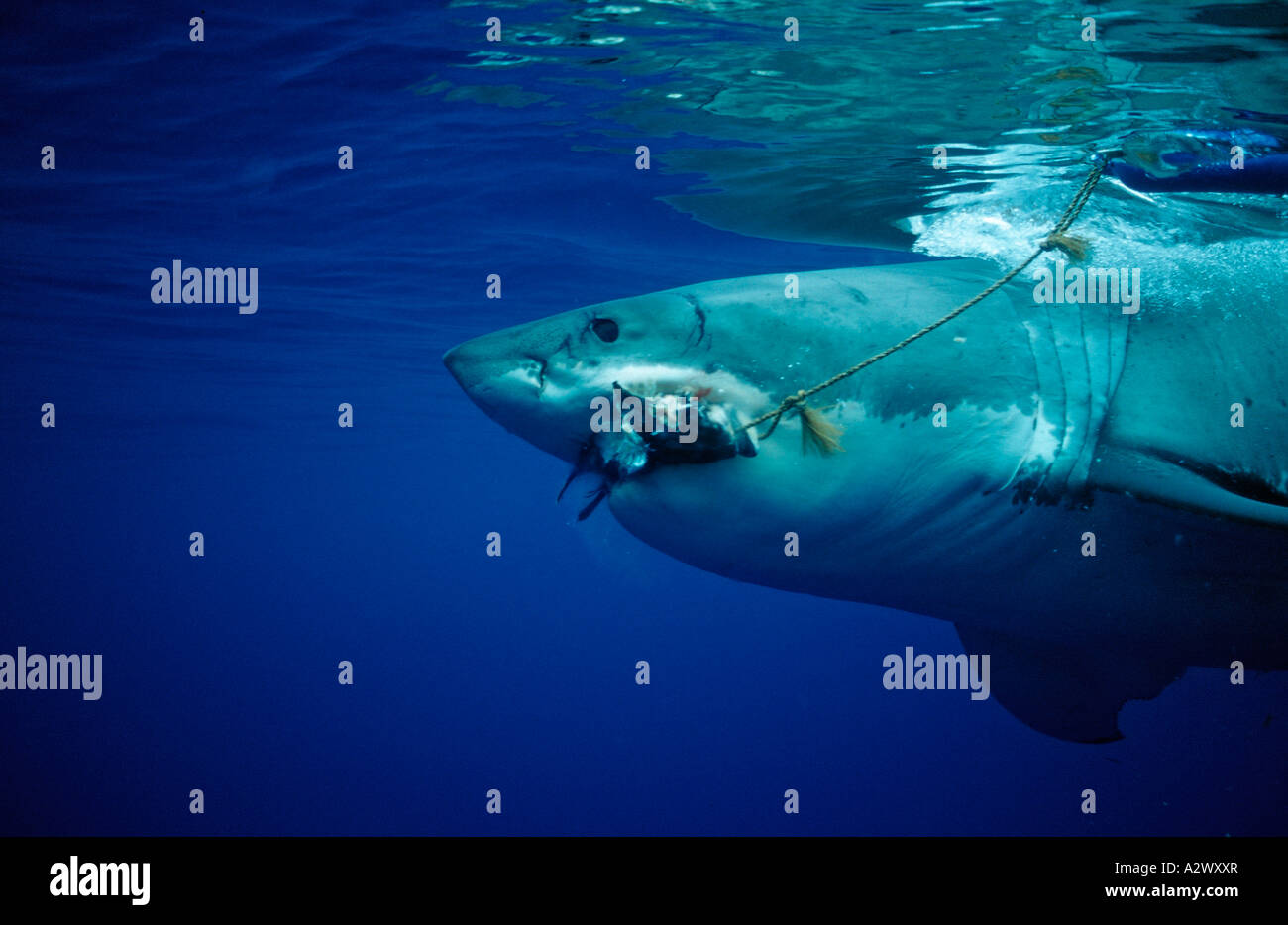 Great White Shark Carcharodon carcharias Mexico Pacific ocean Guadalupe ...