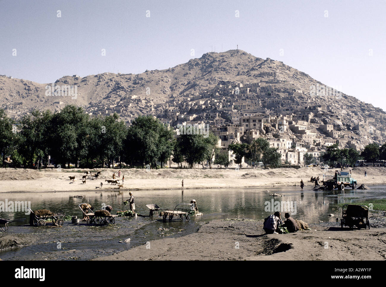 washing radishes grown in irrigated plots beside the kabul river kabul ...