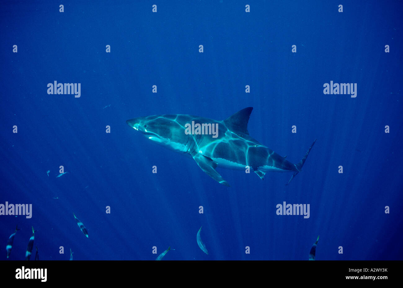 Great White Shark Carcharodon carcharias Australia Dangerous Reef ...