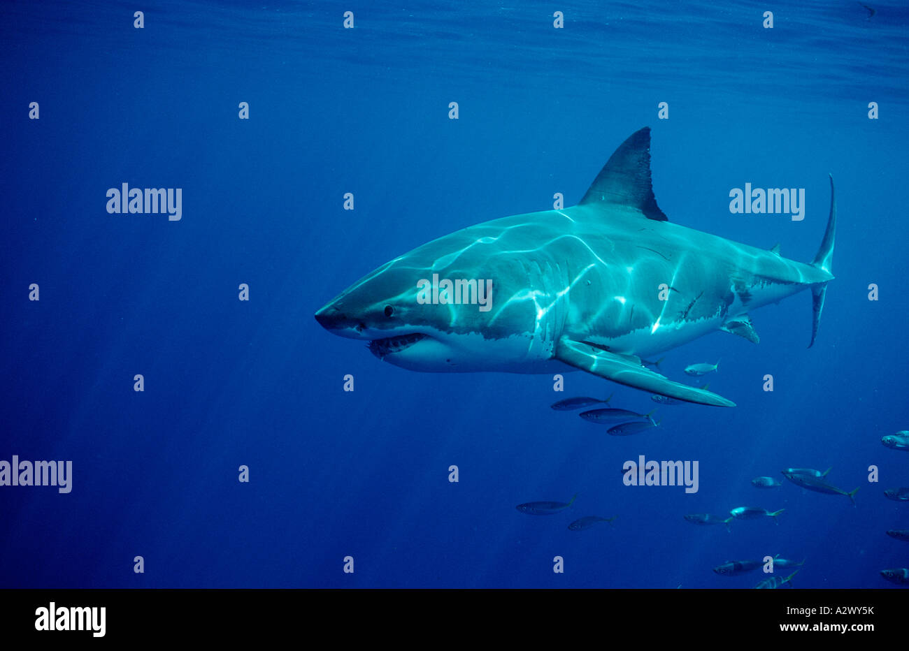 Great White Shark Carcharodon carcharias Australia Dangerous Reef ...
