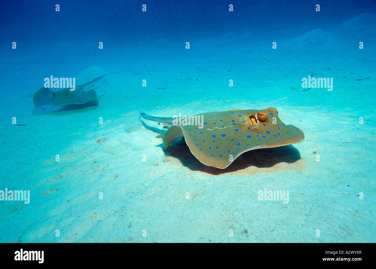 Bluespotted ribbontail ray Taeniura lymma Egypt Africa Marsa Alam Red ...