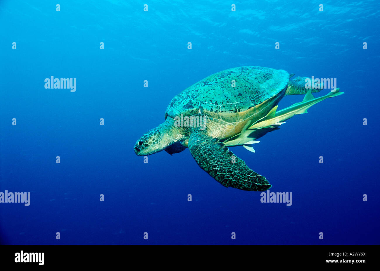Green Sea Turtle Chelonia mydas Egypt Africa Marsa Alam Red Sea Stock ...