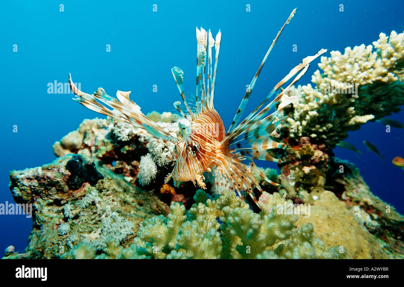 lionfish turkeyfish Pterois volitans Egypt Africa Sinai Sharm el Sheik ...