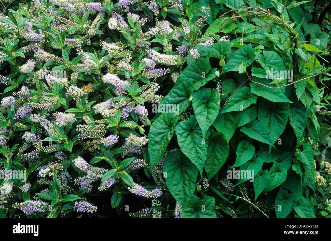Bind weed strangling Hebe bush garden pest Stock Photo - Alamy