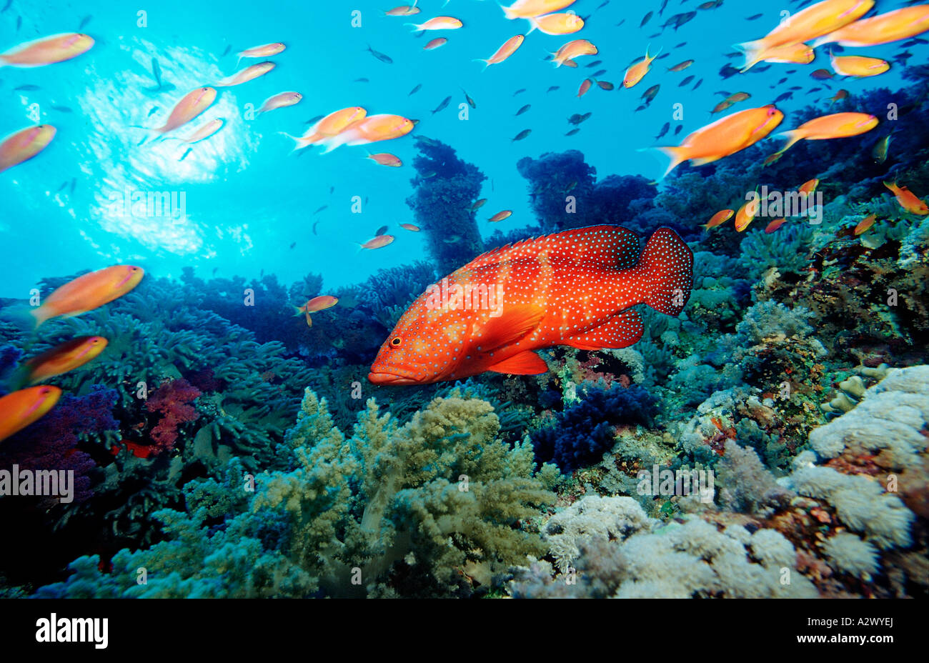 Spotted grouper africa hi-res stock photography and images - Alamy