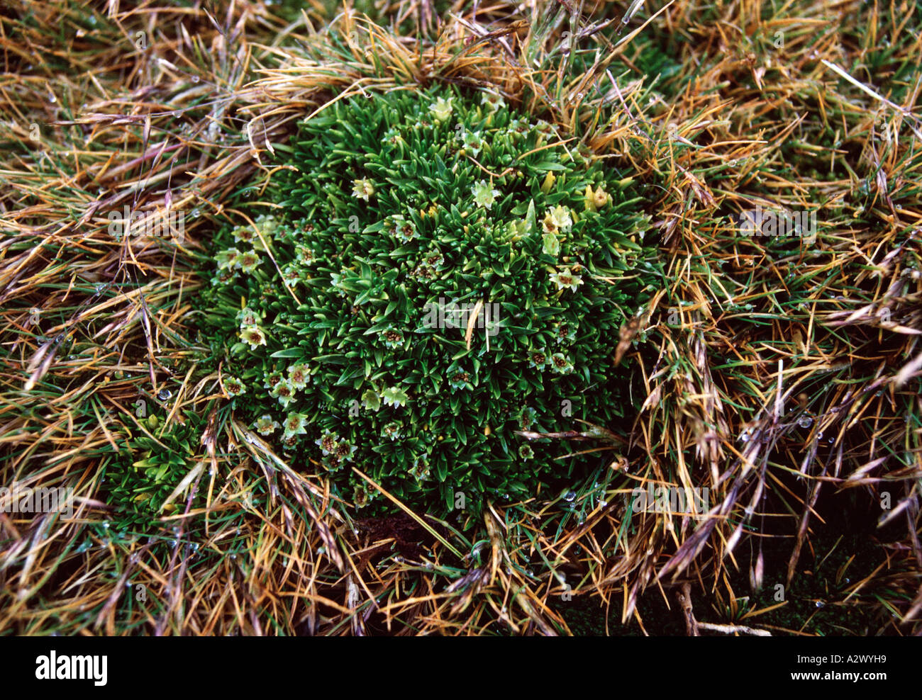 Antarctic Grass