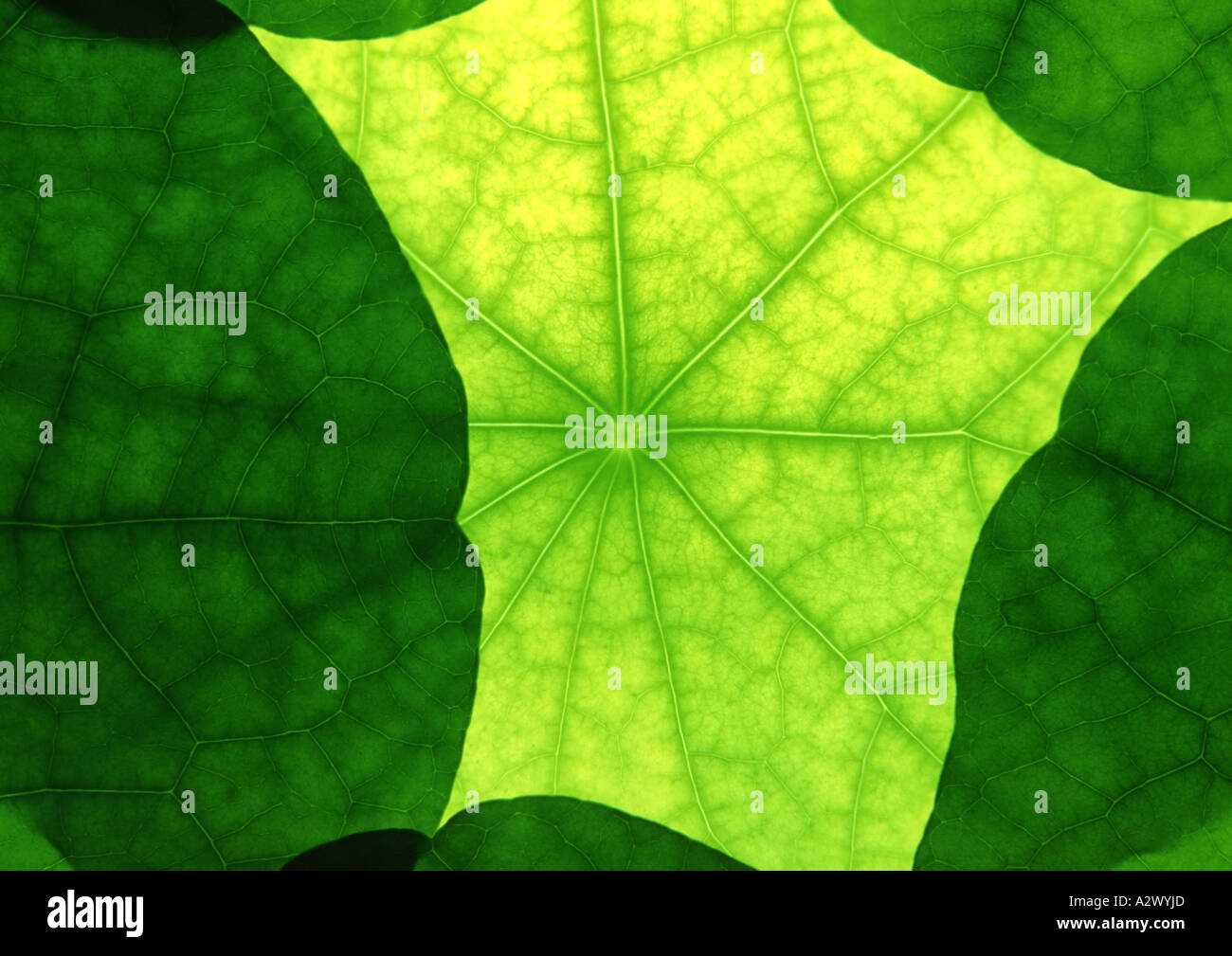 Leaf Pattern (Medium Format) in the Uk Stock Photo - Alamy