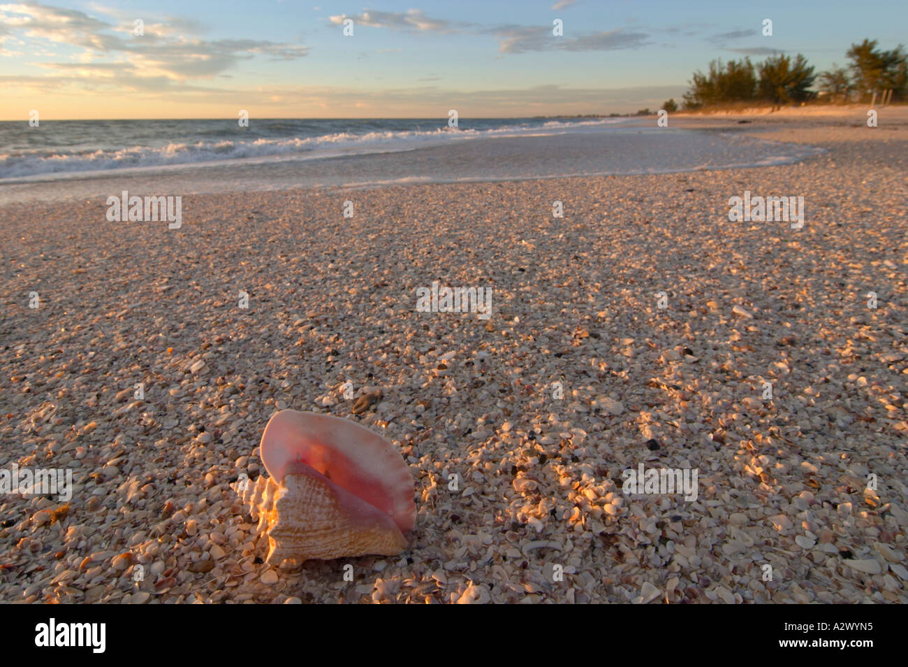 CONCH SHELL ON NOKOMIS BEACH IN LATE AFTERNOON LIGHT IN SOUTHWEST ...