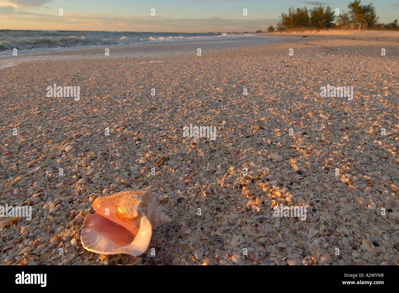 CONCH SHELL ON NOKOMIS BEACH IN LATE AFTERNOON LIGHT IN SOUTHWEST ...