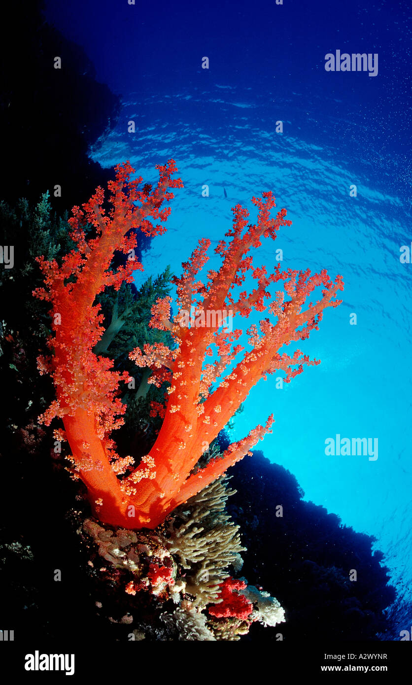 Coral reef Egypt Africa Sinai Sharm el Sheik Red Sea Stock Photo - Alamy