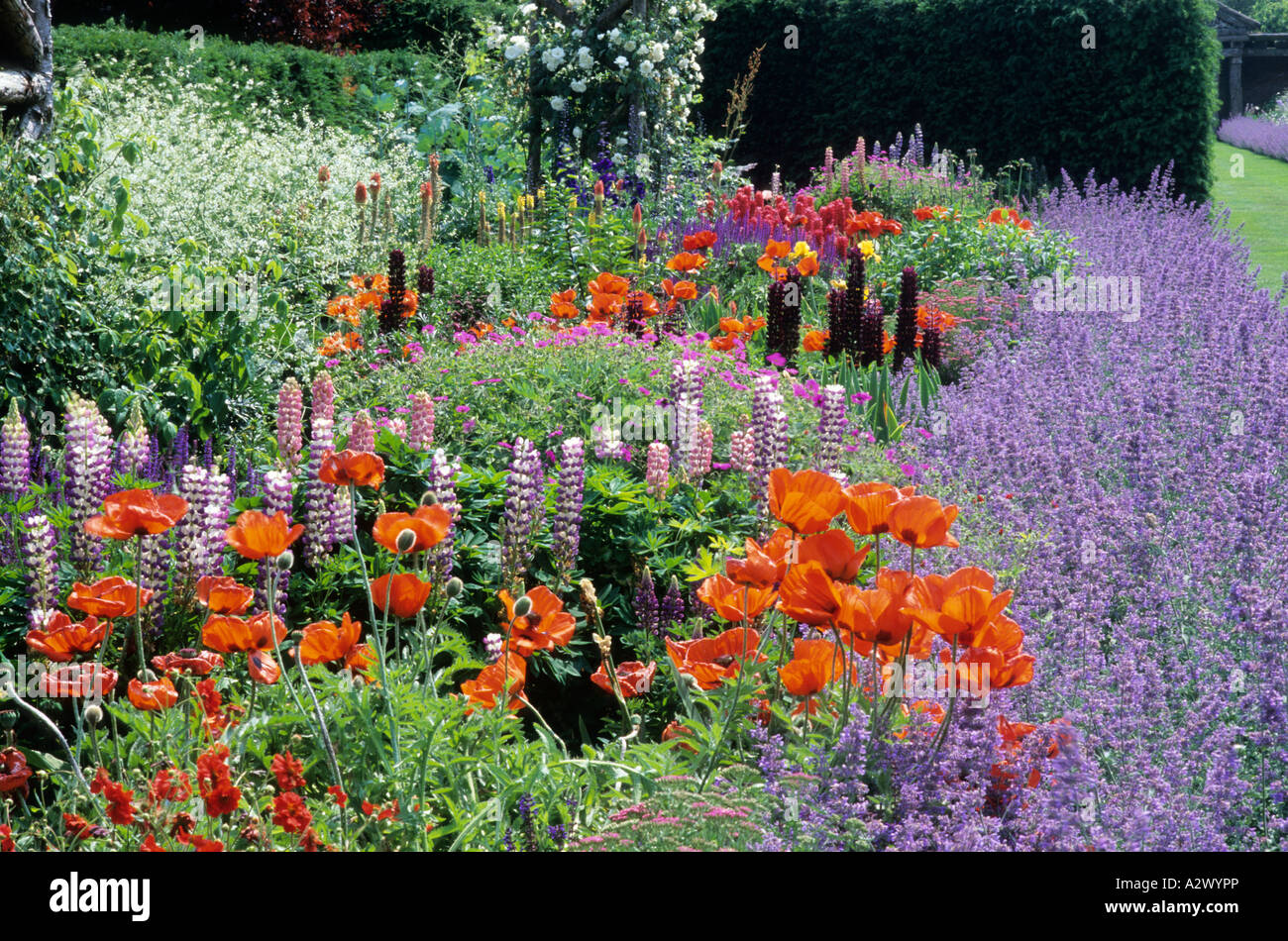 Geranium and border hi-res stock photography and images - Alamy