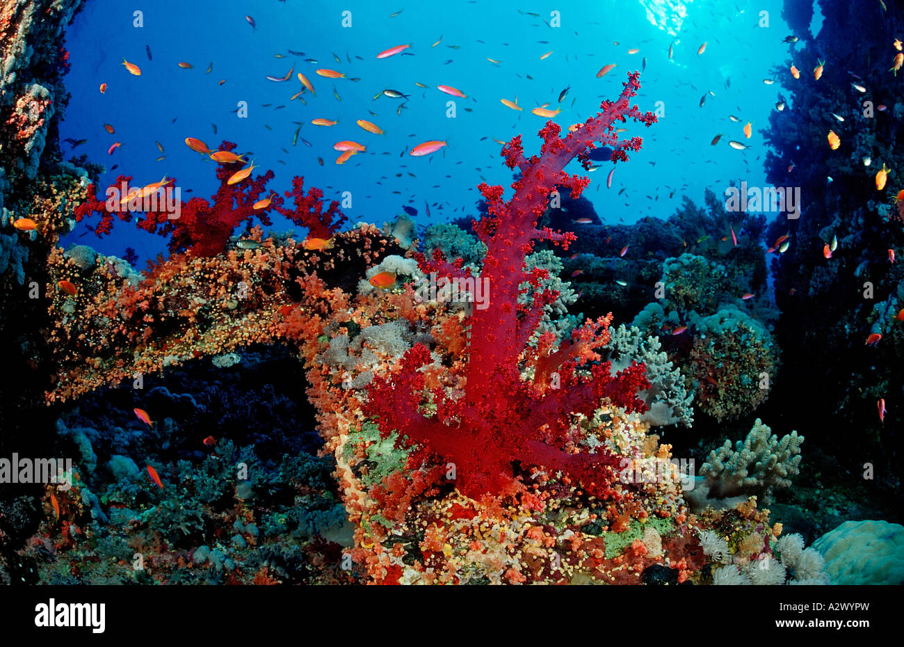 Coral reef Egypt Africa Sinai Sharm el Sheik Red Sea Stock Photo - Alamy