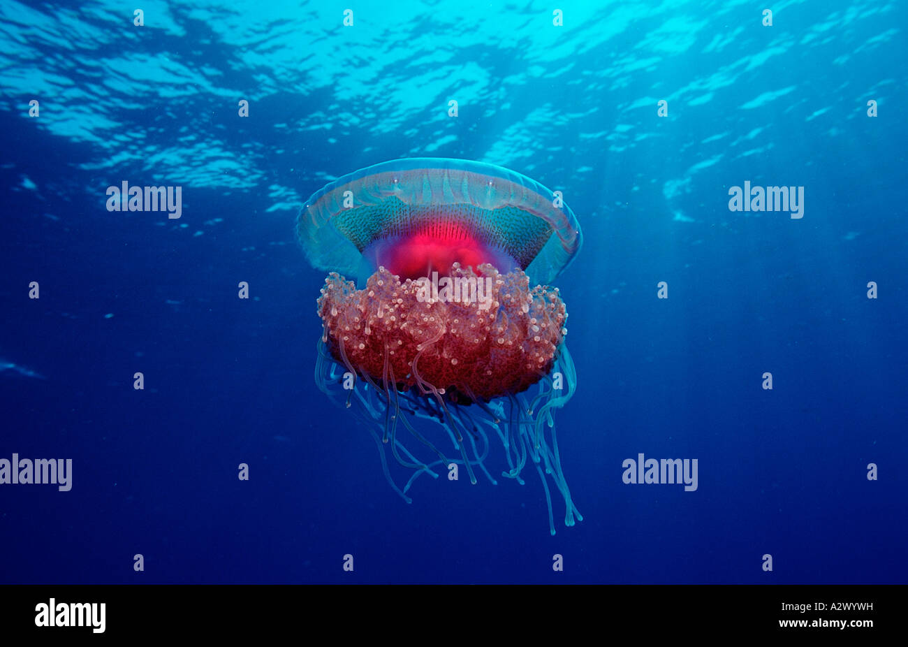 Netrostoma hi-res stock photography and images - Alamy