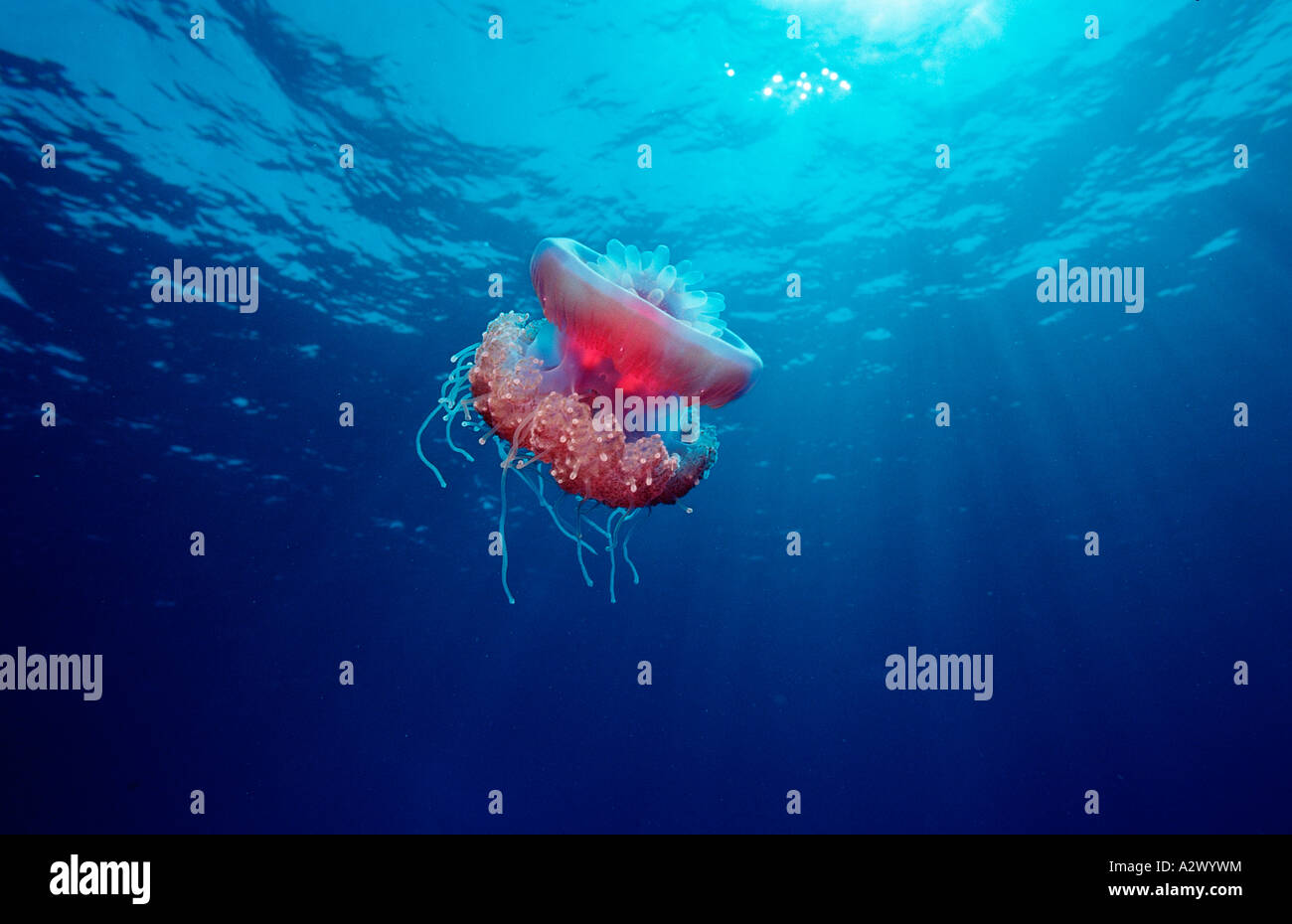 Crown jellyfish Netrostoma setouchina Egypt Africa Sinai Ras Mohammed ...