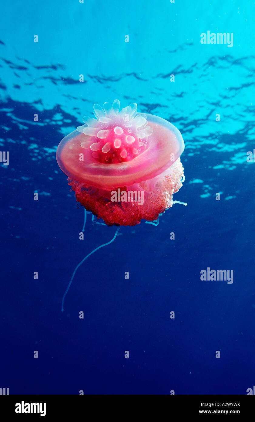 Netrostoma hi-res stock photography and images - Alamy