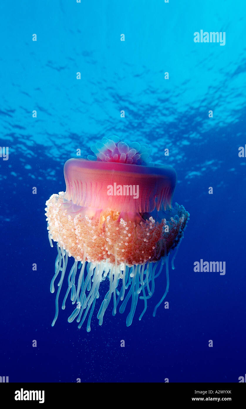 Crown jellyfish Netrostoma setouchina Egypt Africa Sinai Ras Mohammed ...