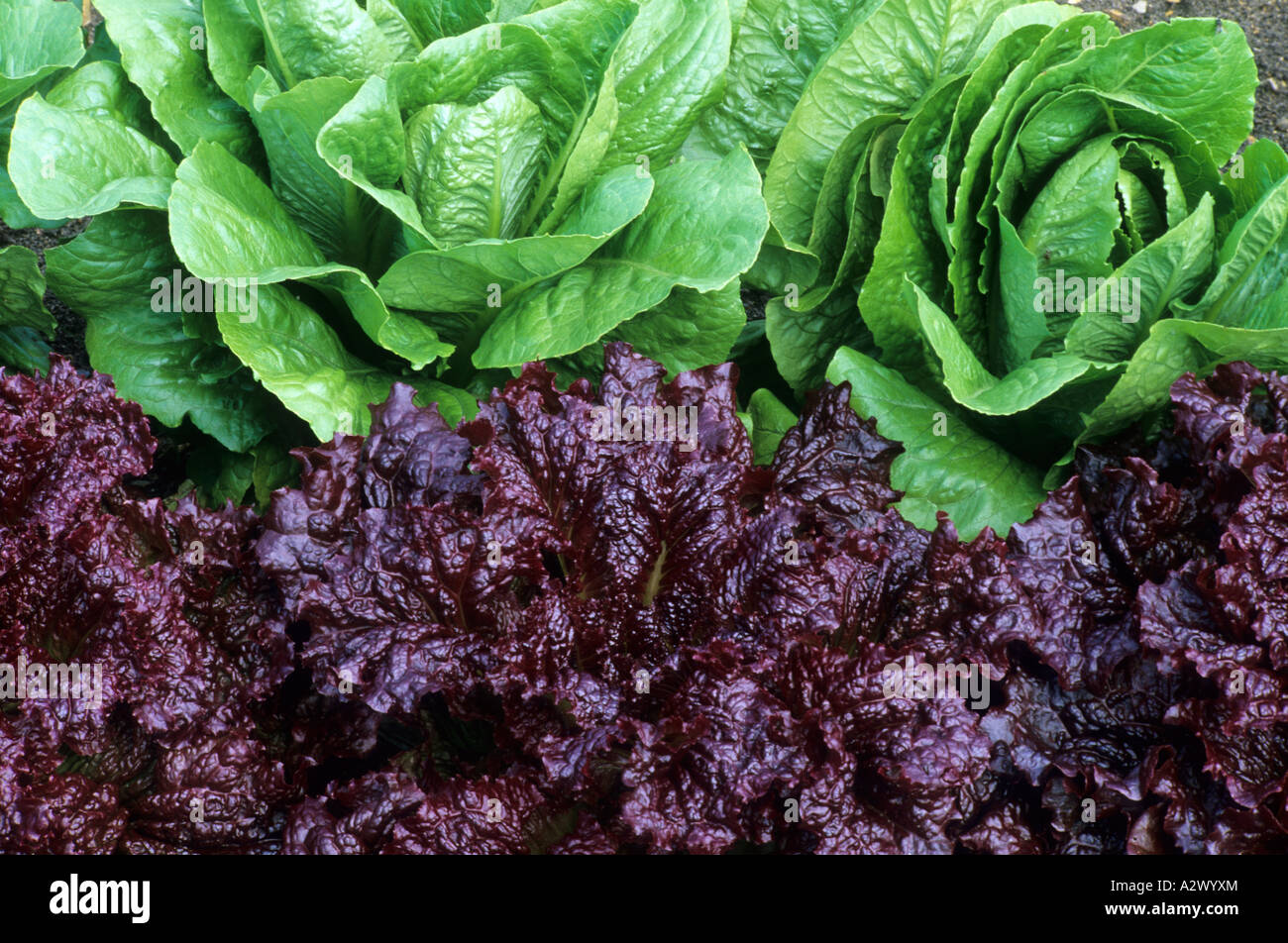 Lettuce Redina and Lobtoits Green Stock Photo - Alamy