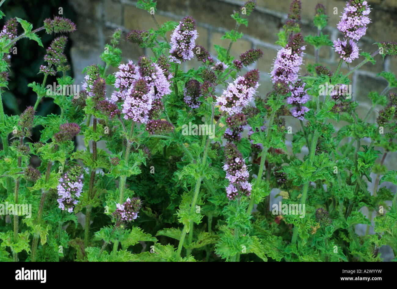 Mentha crispa x piperita, mint, leaf, aromatic, culinary herb Stock ...