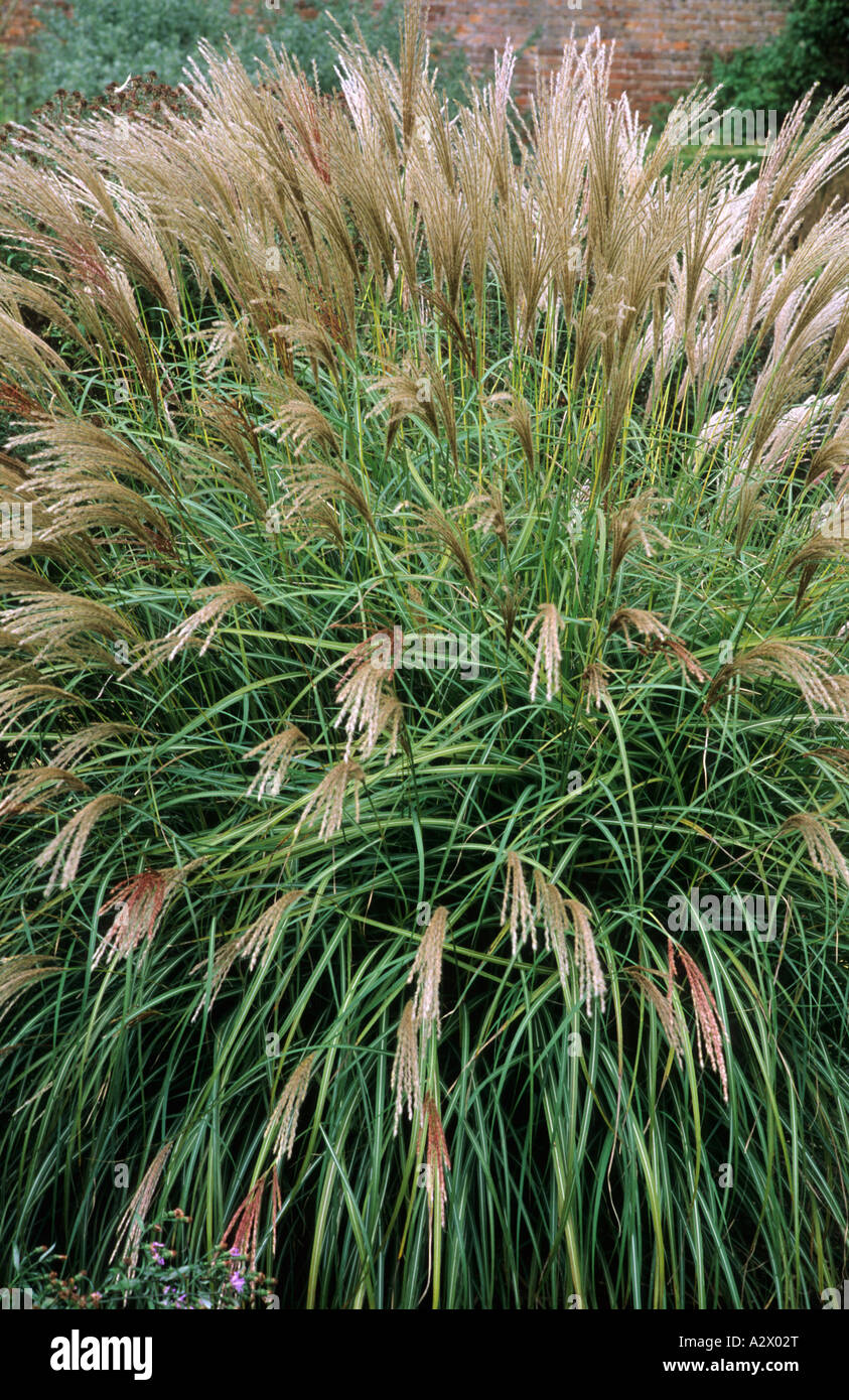 Miscanthus Sinensis Adagio