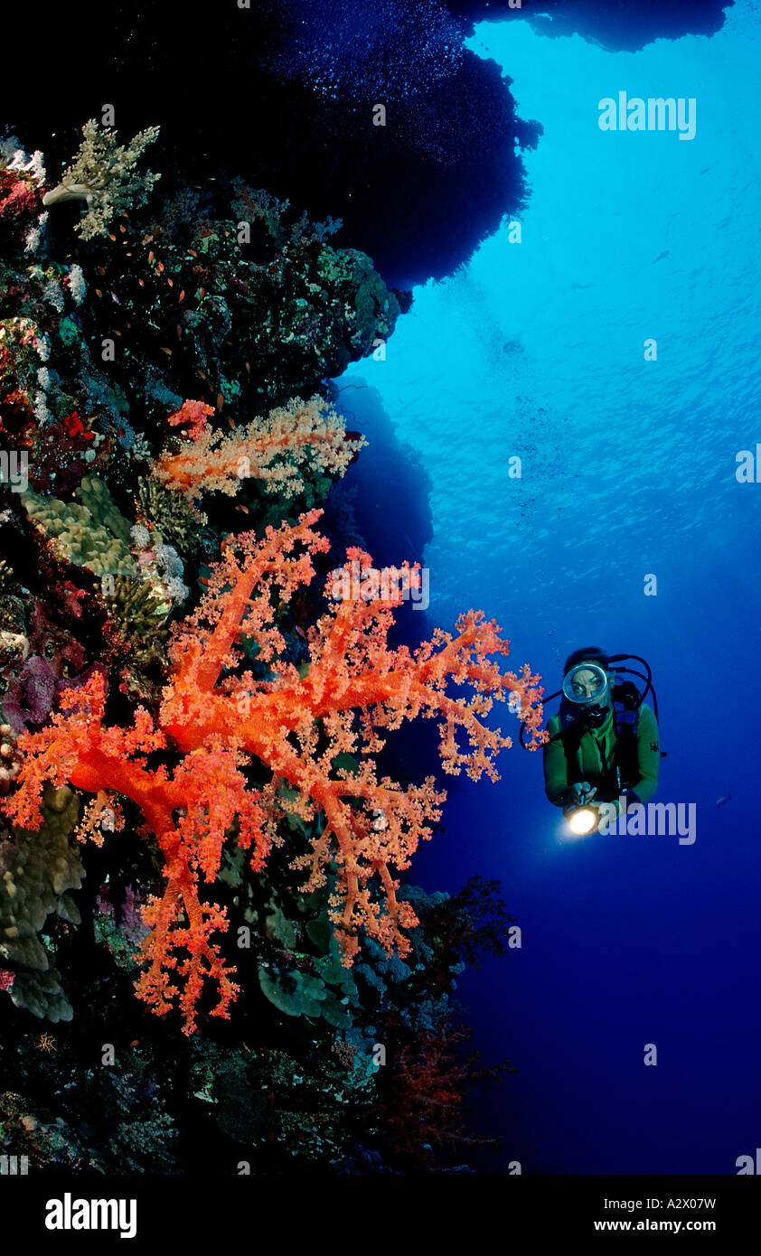 Scuba diver and colorful coral reef Egypt Africa Sinai Sharm el Sheik ...