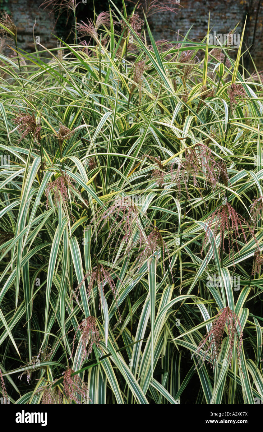 Miscanthus sinensis variegatus hi-res stock photography and images - Alamy