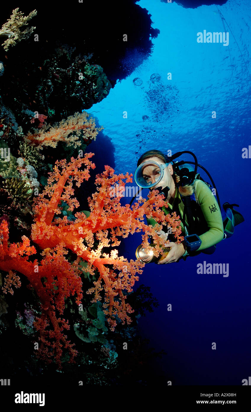 Scuba diver and colorful coral reef Egypt Africa Sinai Sharm el Sheik ...