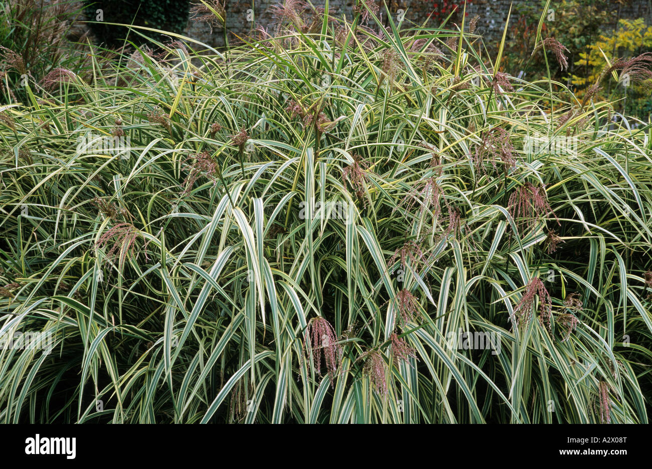 Miscanthus sinensis Variegatus Stock Photo - Alamy