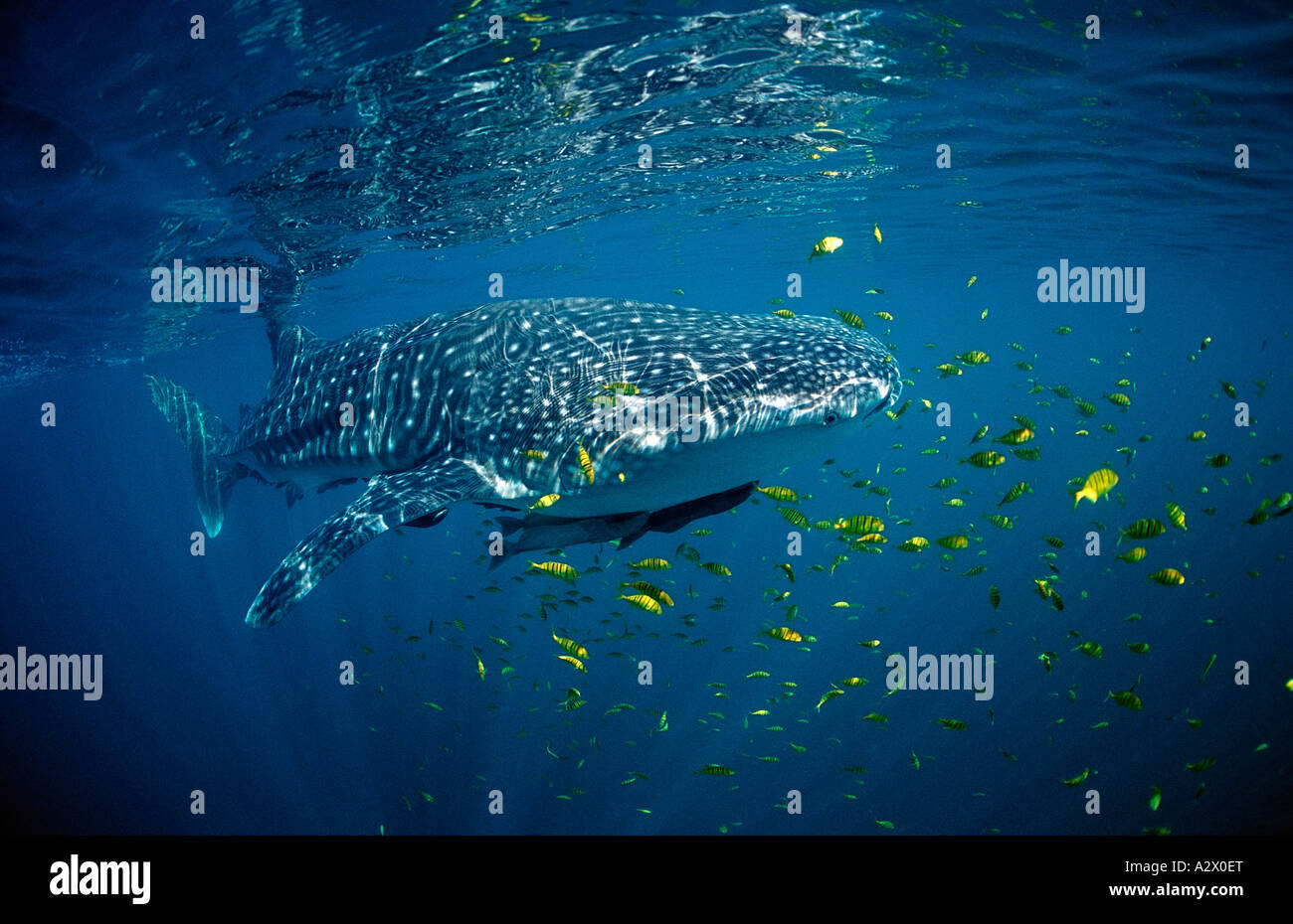 Largest whale shark hi-res stock photography and images - Alamy