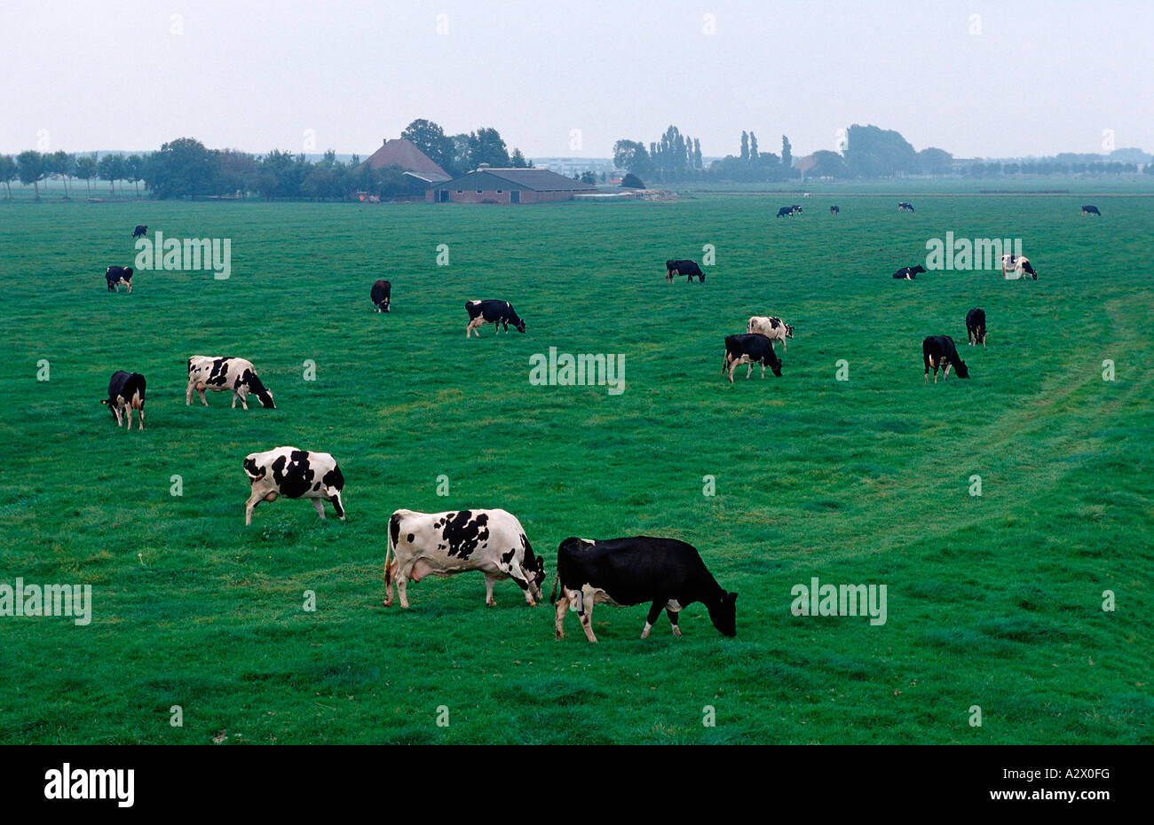 Grazing cows Netherlands Holland Stock Photo - Alamy