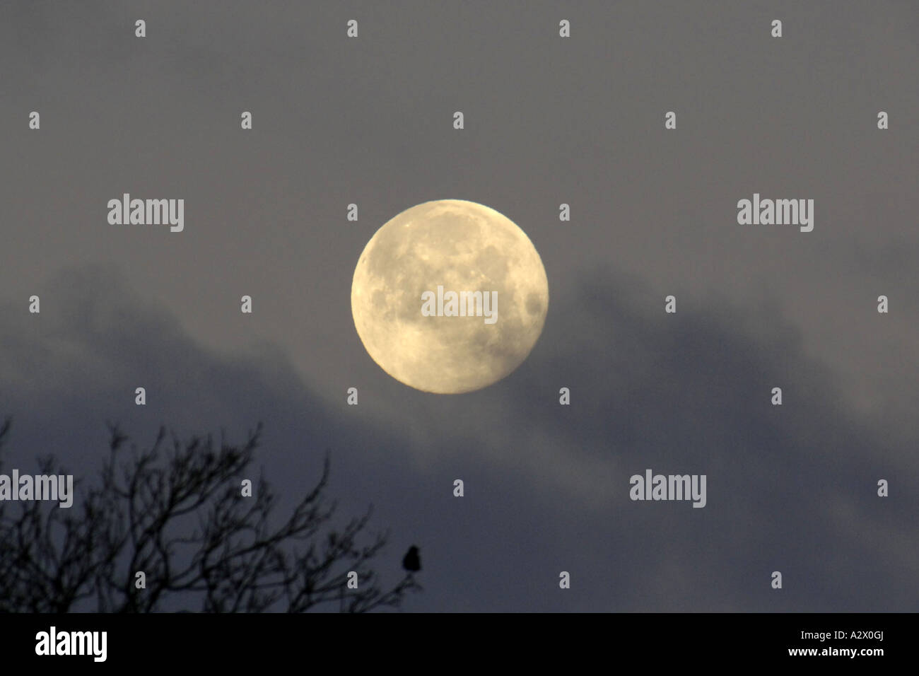 The Moon in the Winters sky just before sunrise Stock Photo - Alamy