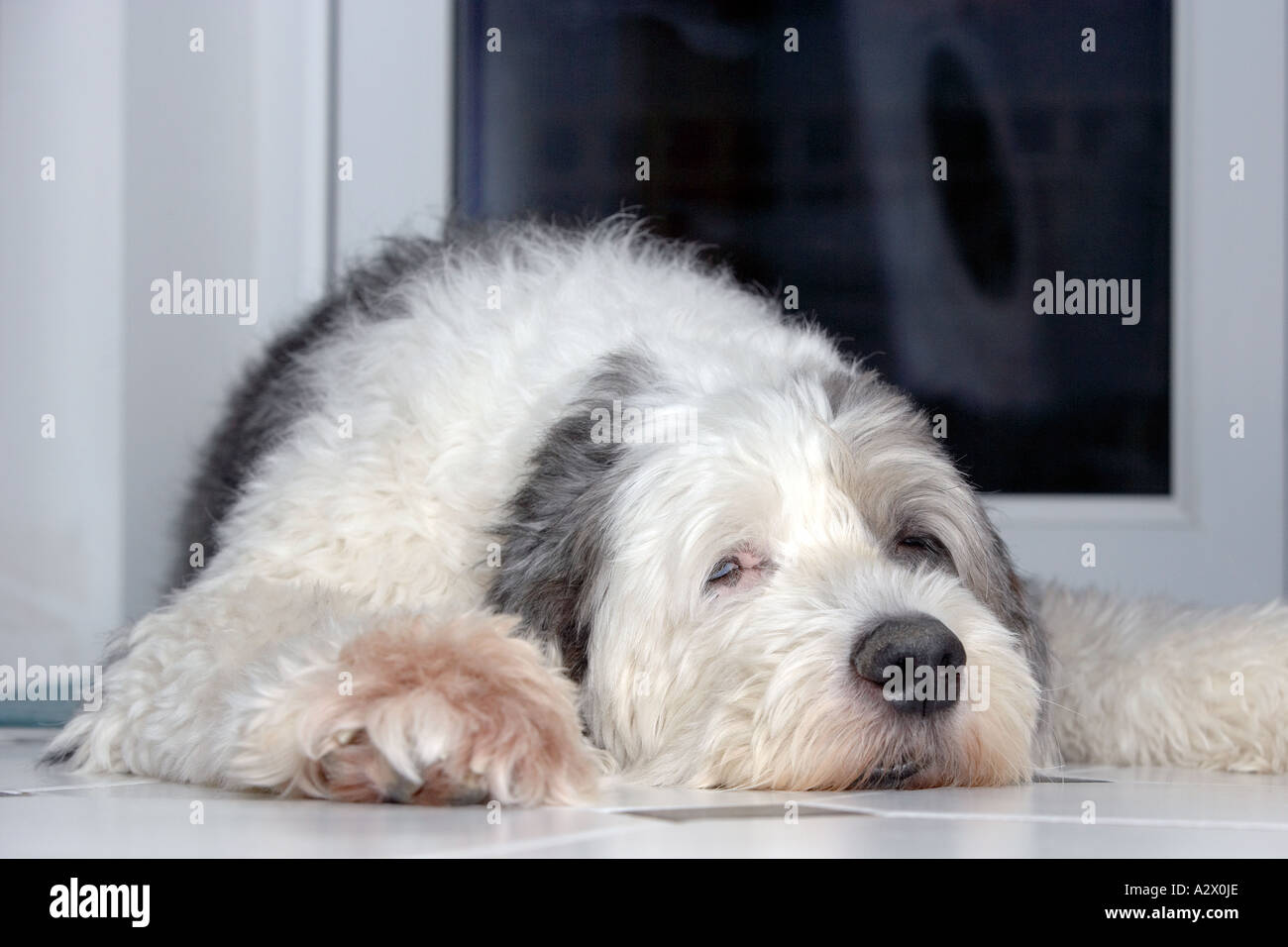 Old English Sheepdog (also known as the Bobtail Stock Photo - Alamy
