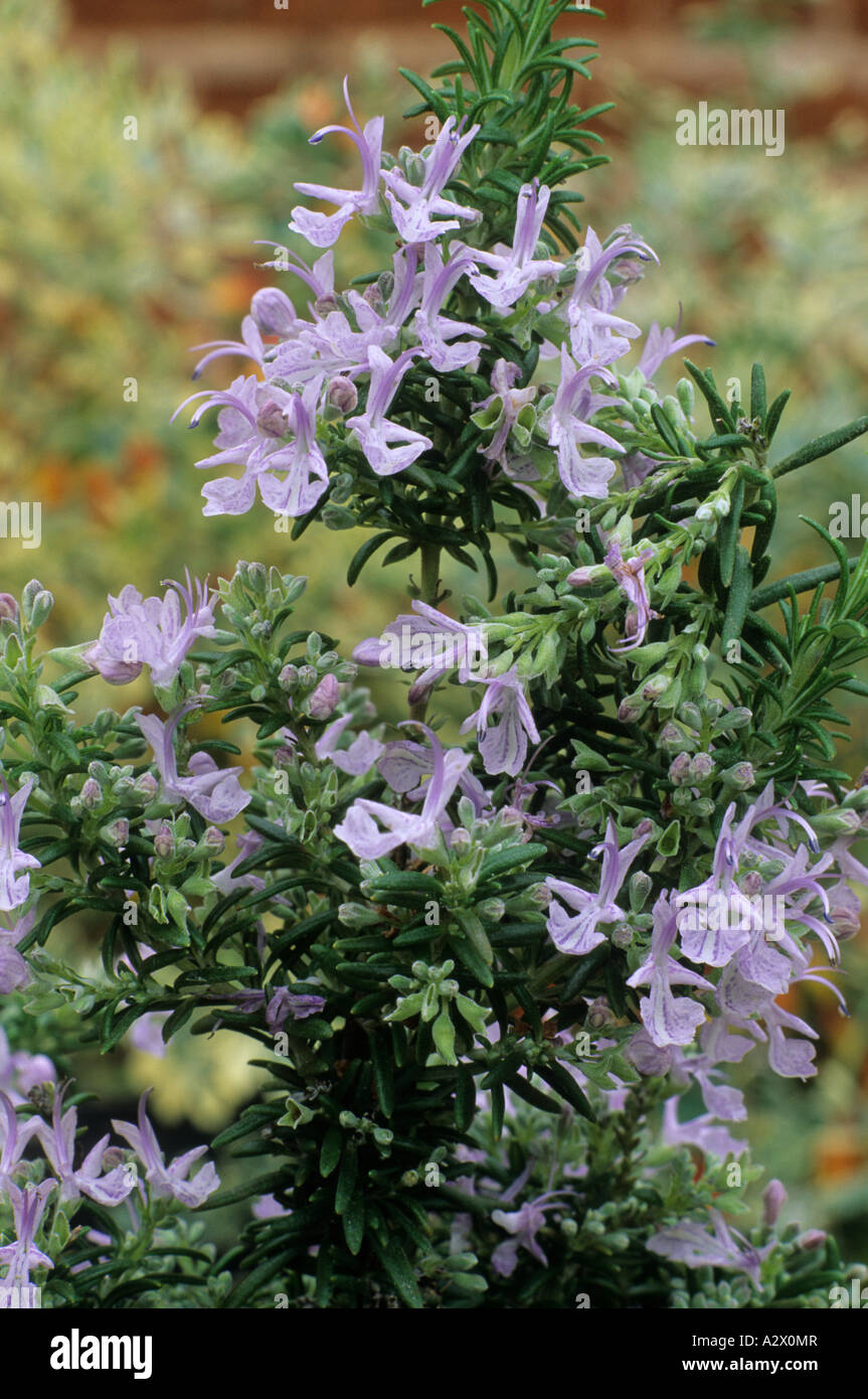 Rosmarinus lavandulaceus syn prostratus group Stock Photo - Alamy